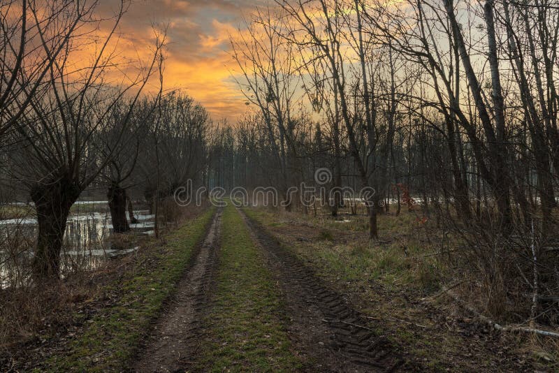 Field Footpath between Trees through the Forest. on the Left Side is a ...