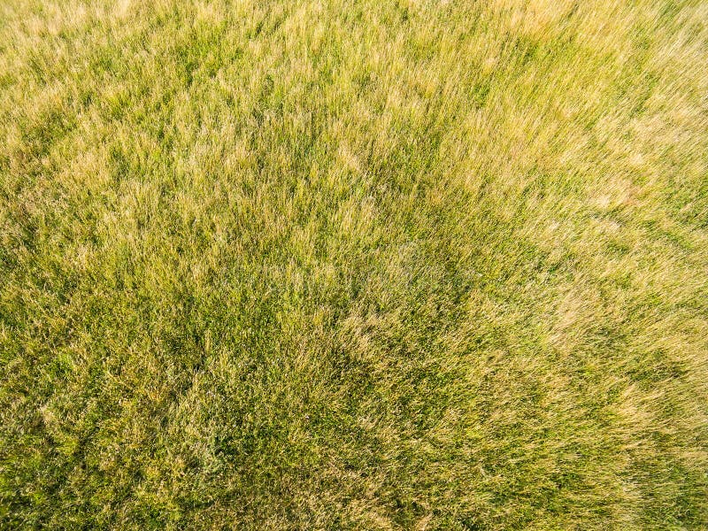 Field with forage stock photo. Image of mowing, plant - 175644526