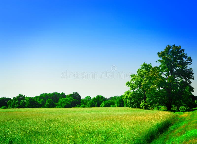 Field with forest stock photo. Image of clear, conservation - 12512810