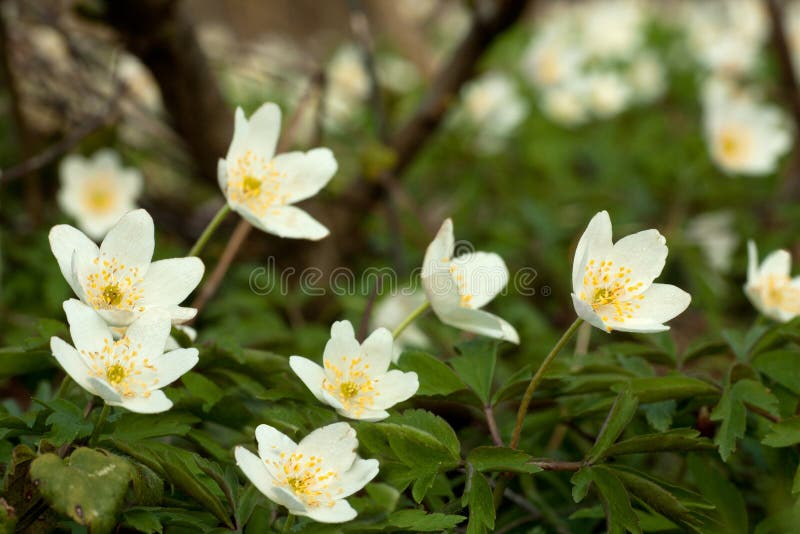 Field forest Anemone 2 stock photo. Image of nemorosa - 91460434