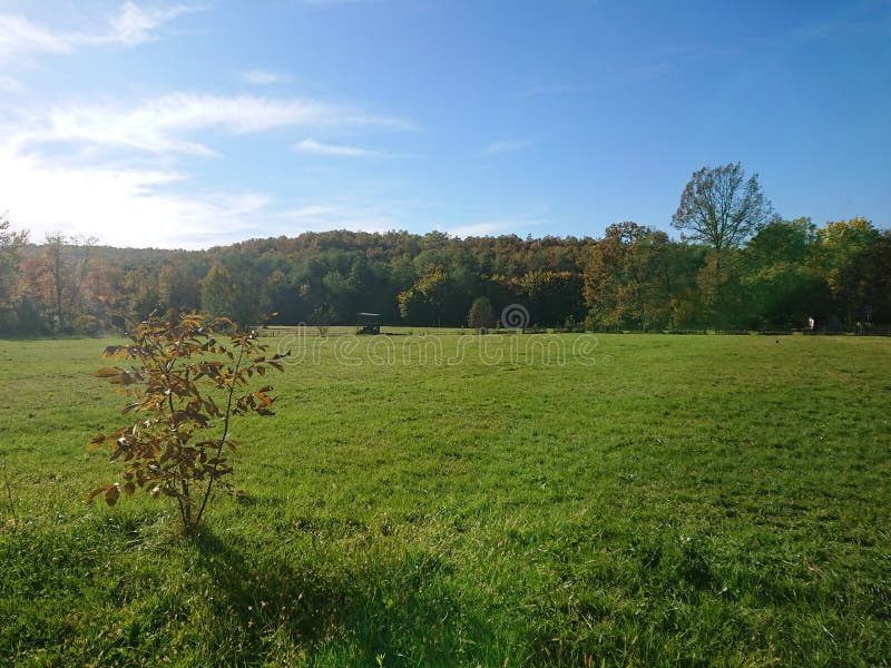 Field and forest stock image. Image of forest, green - 129729789