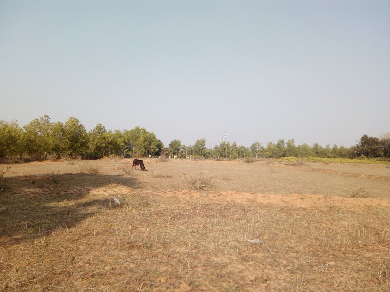Field Forest Cow Beautiful Achcha Stock Photo - Image of field ...