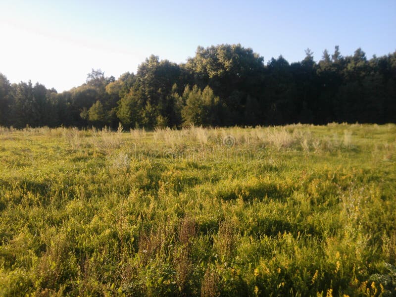 Field and forest stock photo. Image of trees, clouds - 187082574