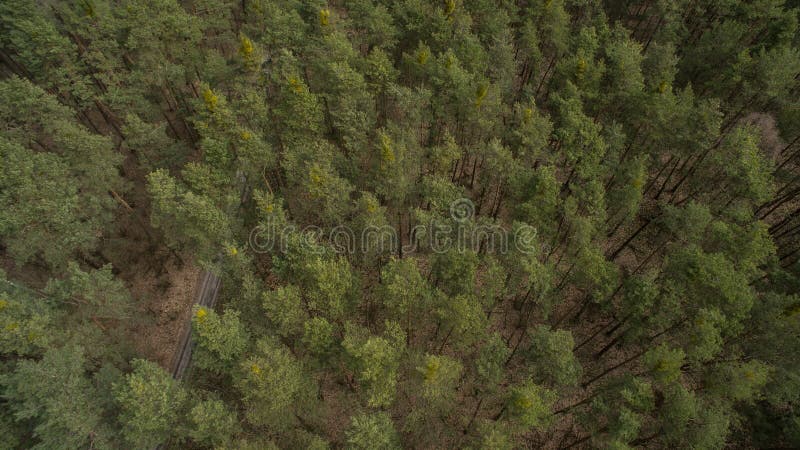 Field and Forest with a Height. Stock Image - Image of wood, blue: 89211761