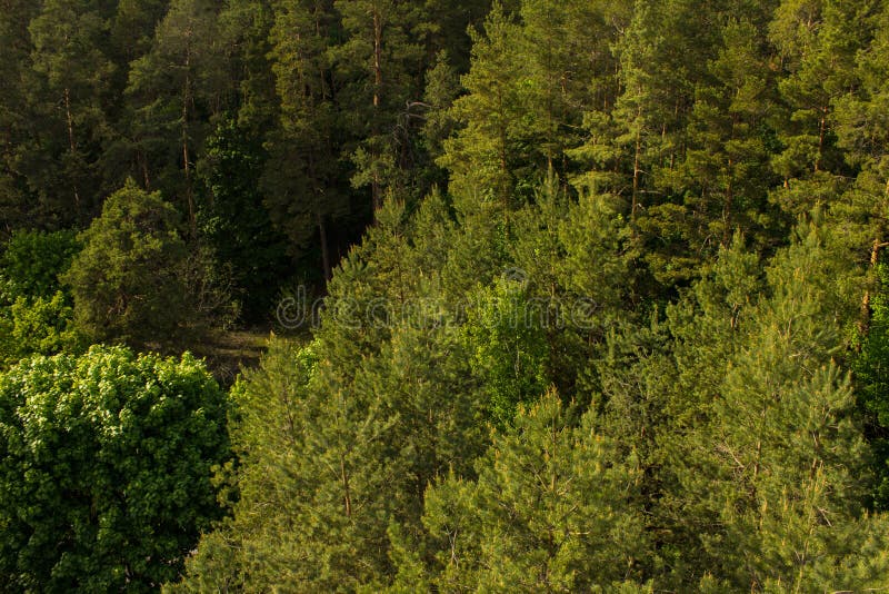 Field and Forest with a Height. Stock Photo - Image of crops, home ...