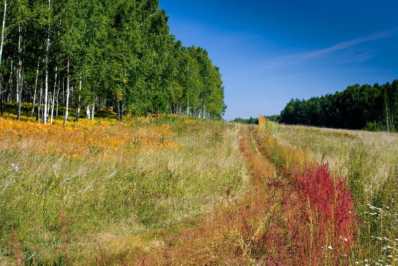 Field, forest and sky stock photo. Image of tree, colorful - 32698952