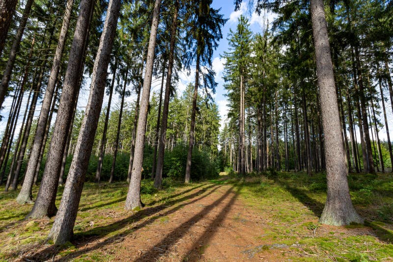 Field and Forest. Summer Landscape Stock Image - Image of forest, flora ...