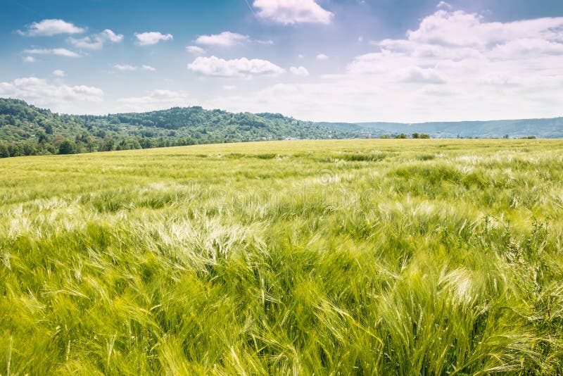 Field and forest stock image. Image of trees, fairytale - 102813725