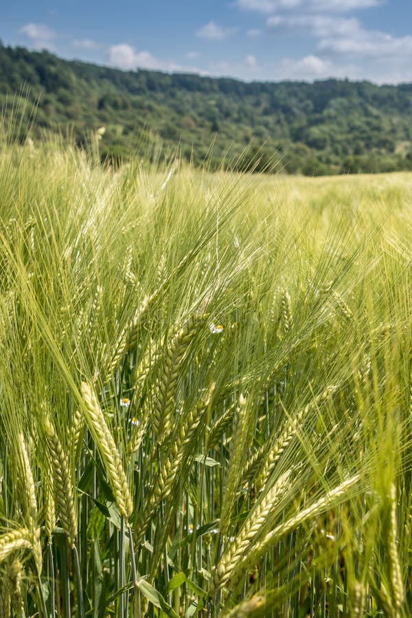 Field and forest stock photo. Image of grass, green - 102813744
