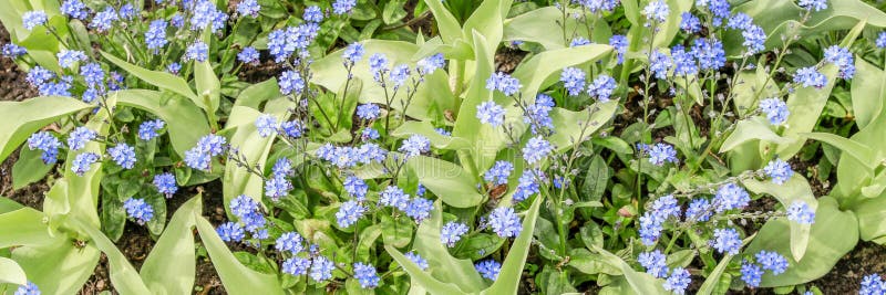 Field of Forget Me Not Flowers Stock Photo - Image of flora, flower ...