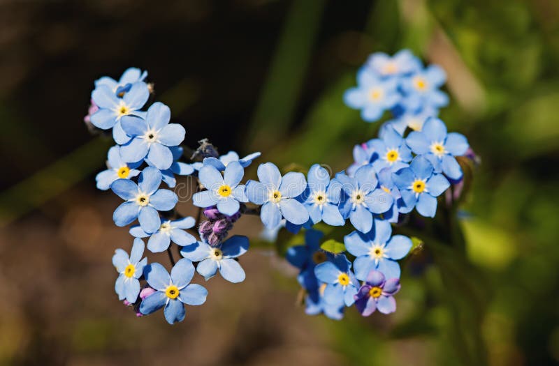 Field Forget-me-not (Myosotis Arvensis) Stock Photo - Image of nature ...
