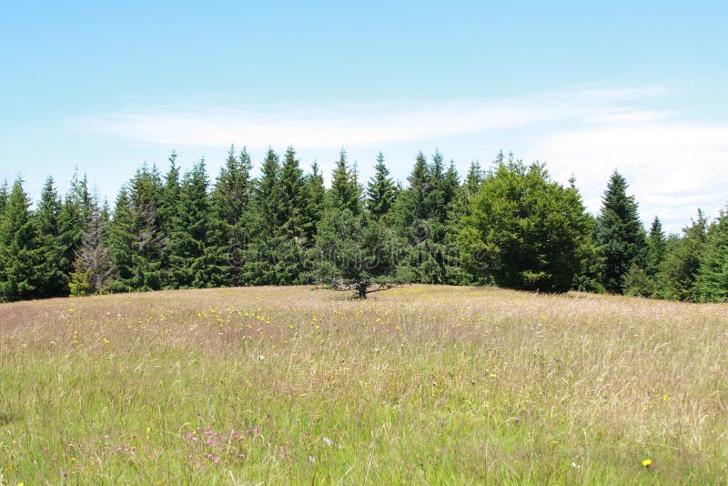 Field forrest stock image. Image of season, view, daylight - 25764517