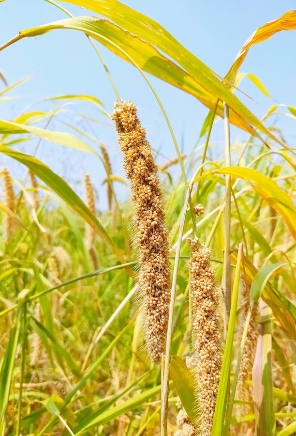 949 Foxtail Millet Stock Photos - Free & Royalty-Free Stock Photos from ...