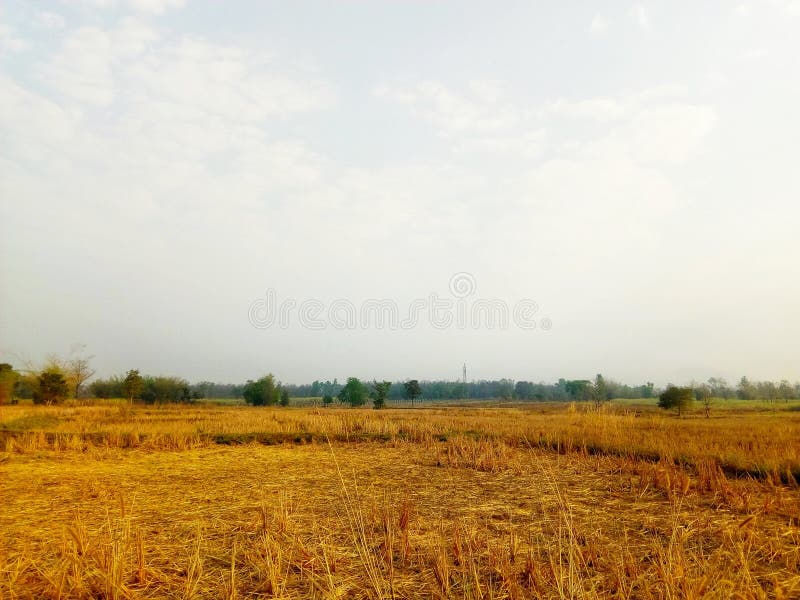 Field ,framland ,landscape ,sky ,tree Stock Photo - Image of landscape ...