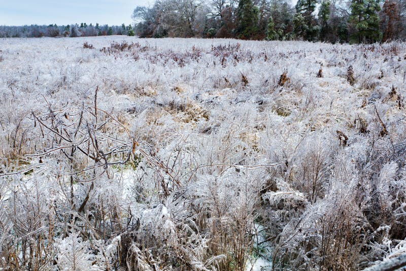 Field after freezing rain stock photo. Image of icier - 35880184
