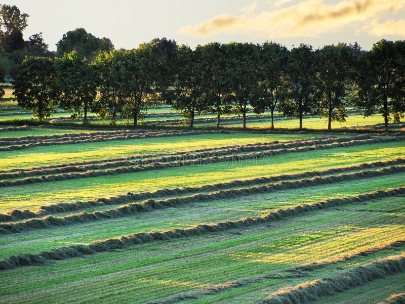 Fresh Cut Grass Stock Photos - Download 12,383 Royalty Free Photos