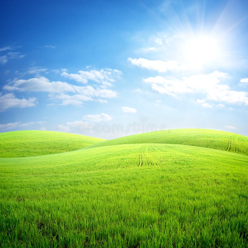 Field of green grass stock photo. Image of sunny, grass - 30751390