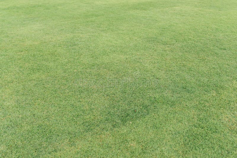 Field of Fresh Green Grass Texture. Background Stock Image - Image of ...