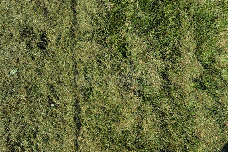 Field of Fresh Mowed Green Grass Texture As a Background, Top View ...