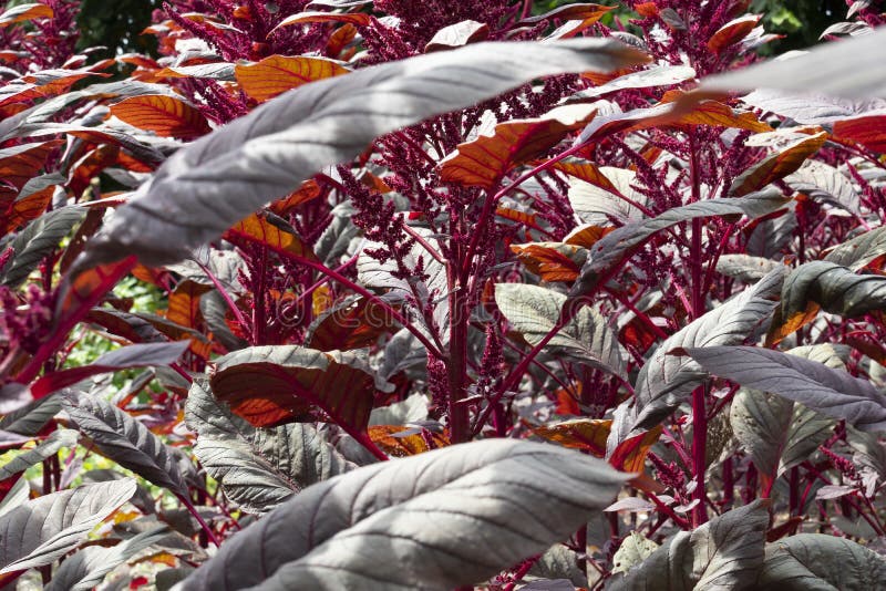 Field with Fresh Red Flowering Amaranth Plants Close Up Stock Photo ...