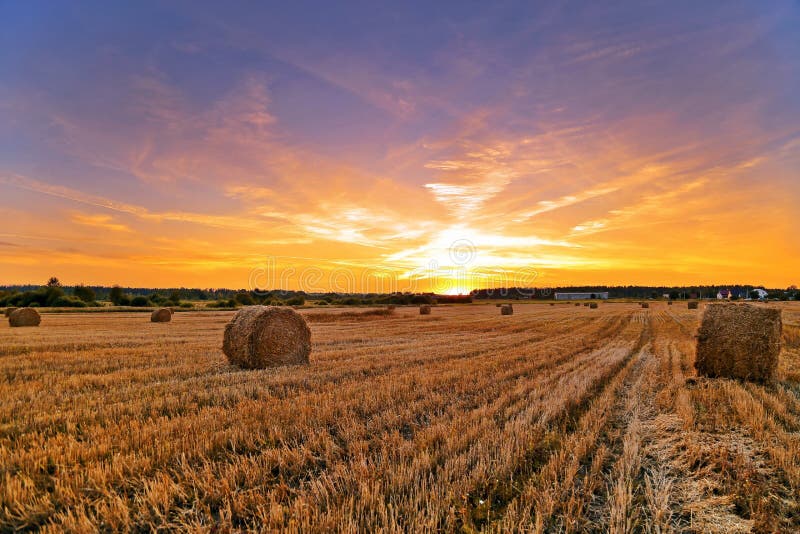 Field of Freshly Bales of Hay in Sunset Stock Photo - Image of grass ...