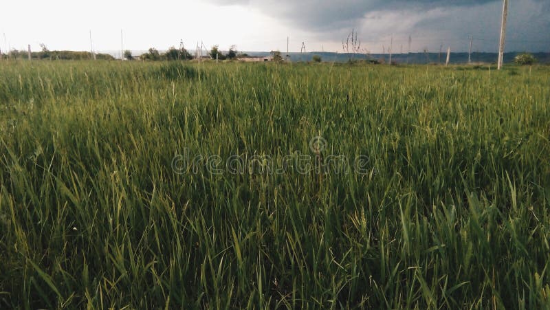 On the Field in Front of Heavy Rain. Stock Photo - Image of heavy ...