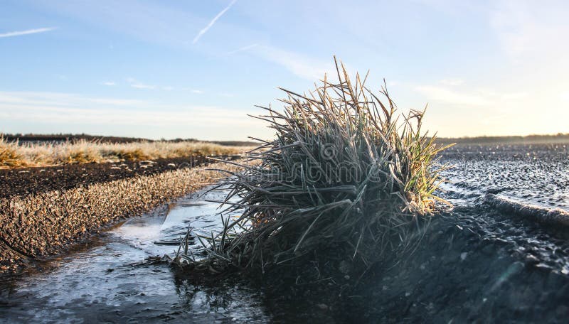 Frosty grass stock image. Image of grass, nipped, soothing - 170116615