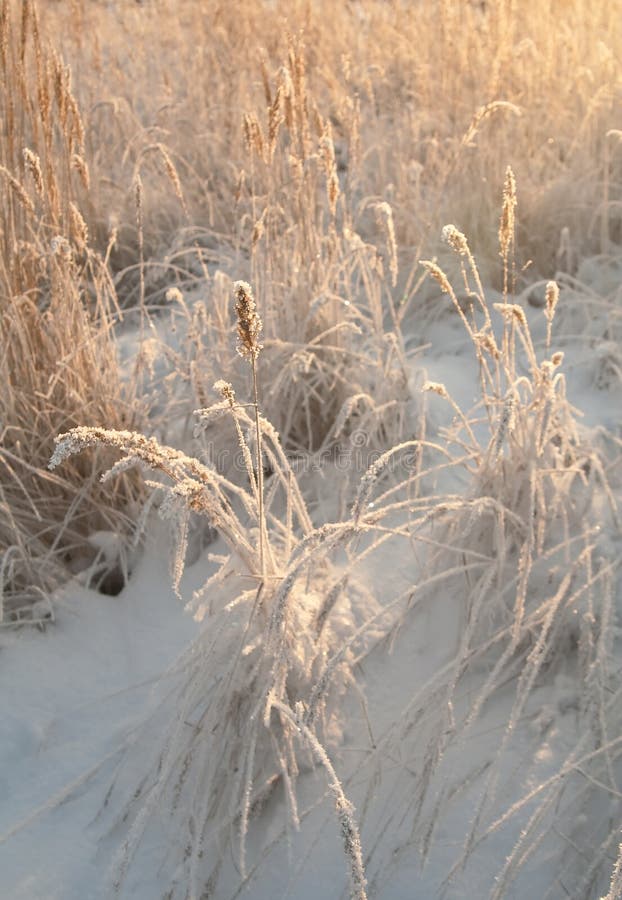 Field with frosty grass stock photo. Image of winter - 12926180