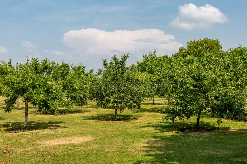 A Field of Fruit Trees on a Sunny June Day Stock Image - Image of ...