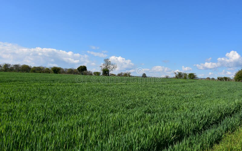 Field Full of Agricultural Crops in Early Spring Stock Image - Image of ...
