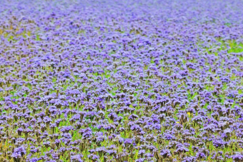 Field full of blue flowers stock image. Image of foreground - 11620929