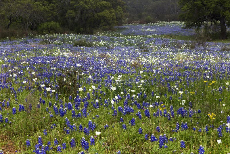 Field Full of Bluebonnets in the Texas Hill Country Stock Photo - Image ...