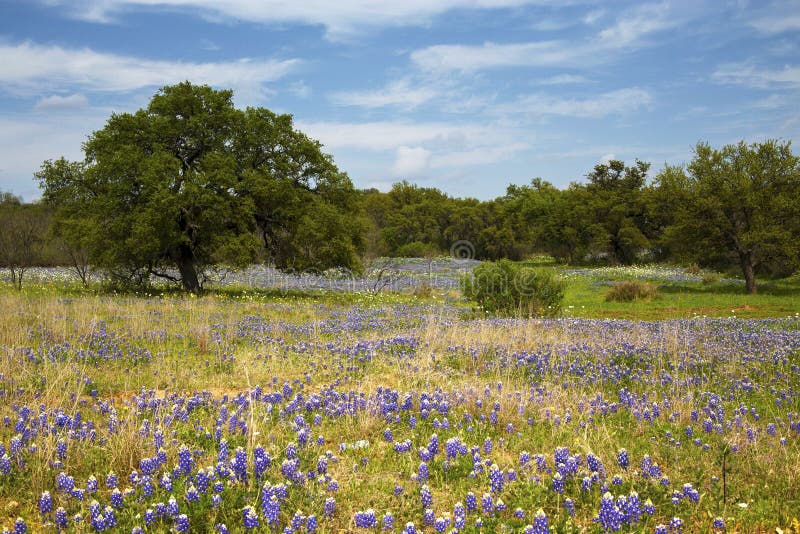 Field Full of Bluebonnets in the Texas Hill Country Stock Image - Image ...