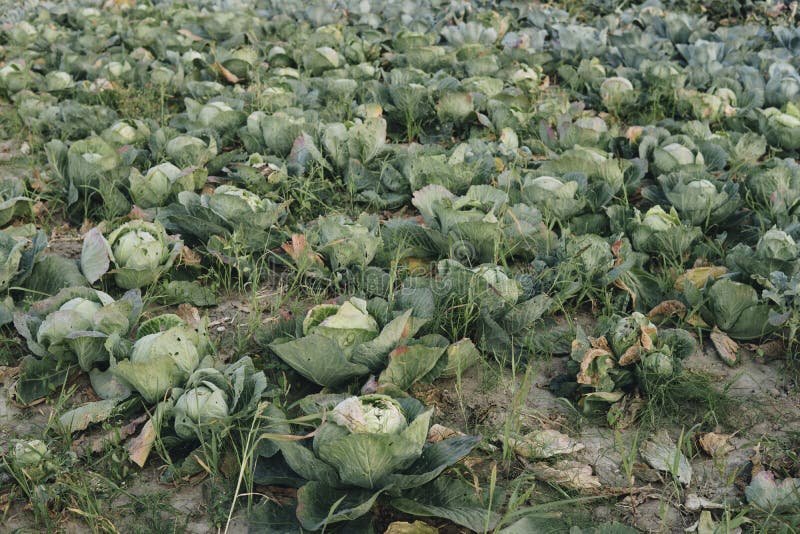 Field full of cabbage stock image. Image of abstract - 207970715