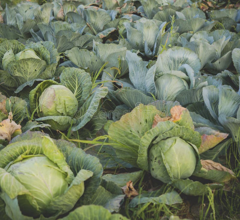 Field full of cabbage stock image. Image of beautiful - 207970721