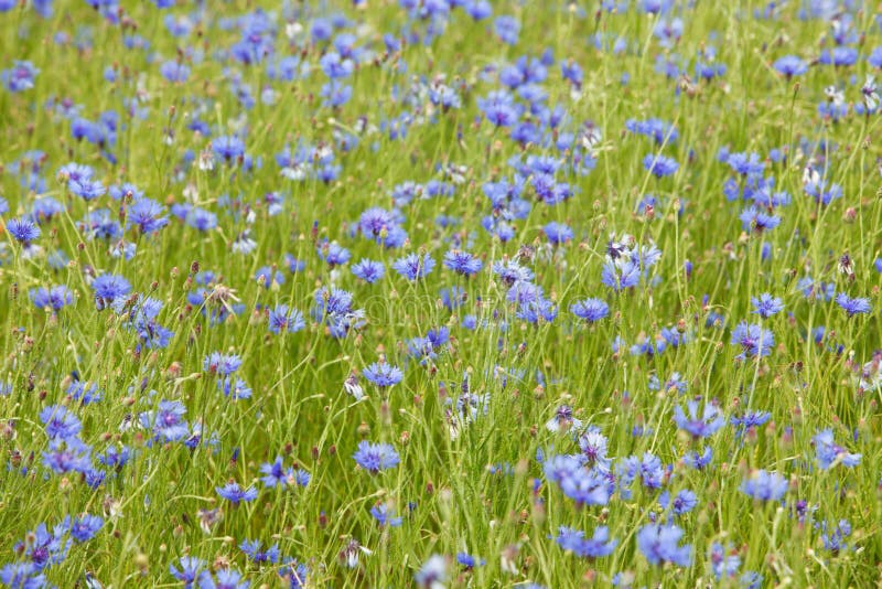 Corn-flower field stock photo. Image of corn, environment - 2395256