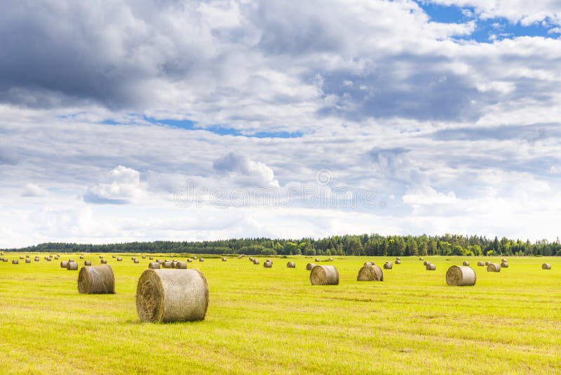 Field Full of Hay Balls at Bright Summer Day Stock Image - Image of ...