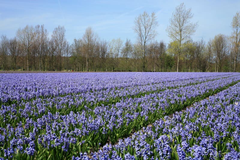 Field full of hyacinths. stock image. Image of freshness - 7168385