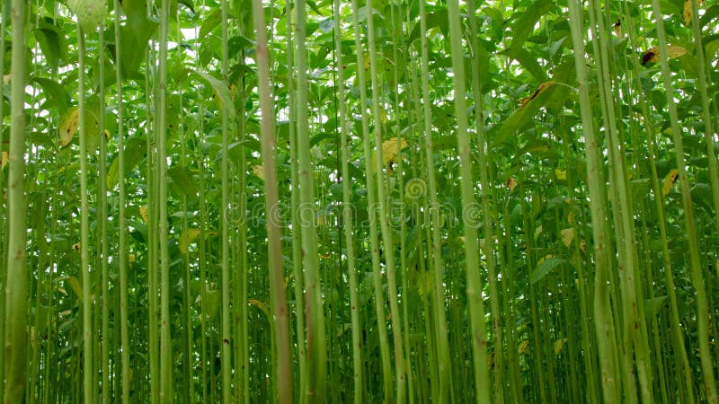 The Field is Full of Jute. Jute Arranged in Rows. Images are in High ...