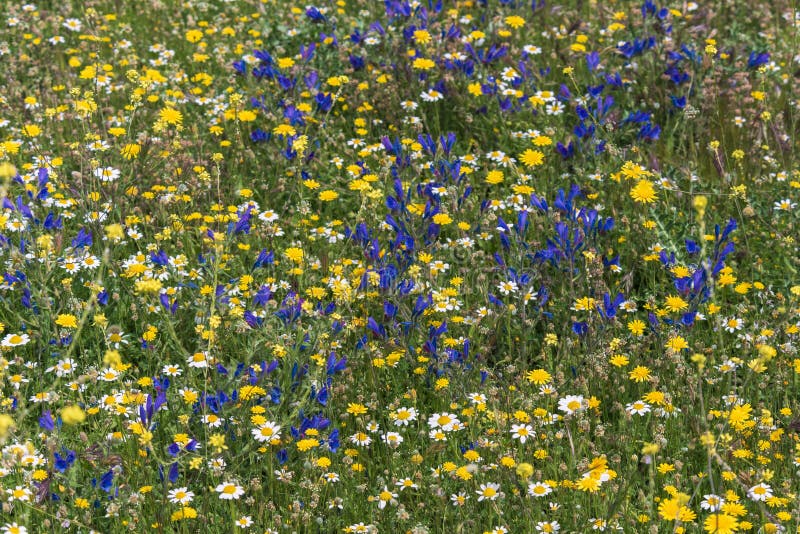 Field Full of Multiple Colorful Wildflowers in Spring Stock Photo ...