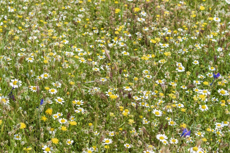 Field Full of Multiple Colorful Wildflowers in Spring Stock Photo ...
