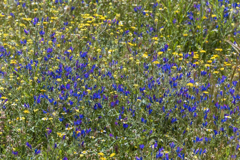 Field Full of Multiple Colorful Wildflowers in Spring Stock Image ...