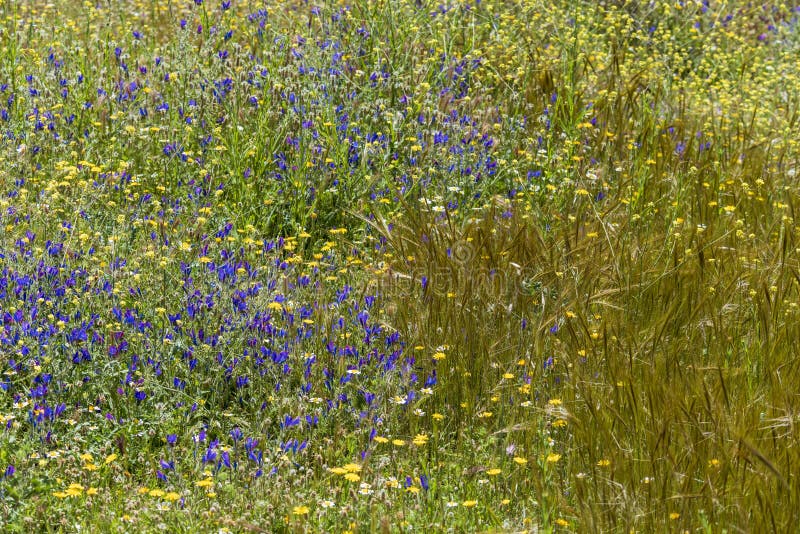 Field Full of Multiple Colorful Wildflowers in Spring Stock Image ...