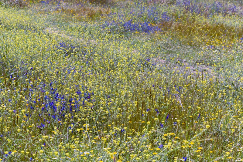 Field Full of Multiple Colorful Wildflowers in Spring Stock Image ...