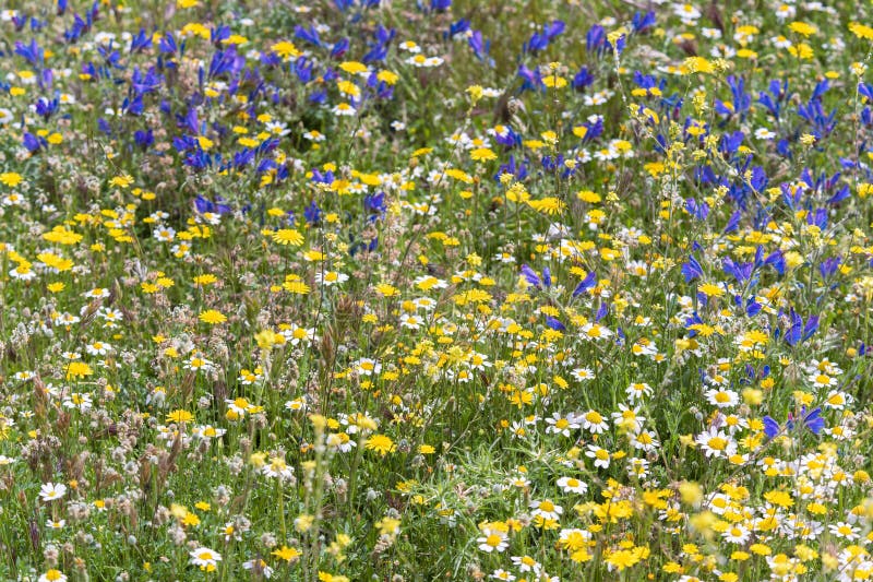 Field Full of Multiple Colorful Wildflowers in Spring Stock Image ...