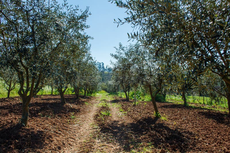Field full of olive trees stock image. Image of portugal - 365410061