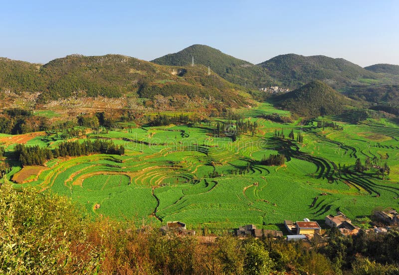 Field Full of Rapeseed in Luoping Stock Image - Image of environment ...