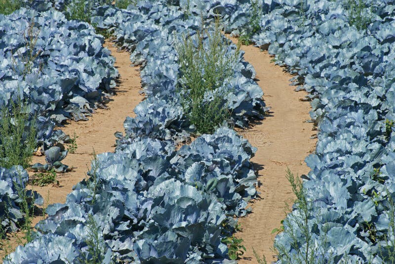 Field Full of Red Cabbage Plants with Weeds in between Stock Image ...