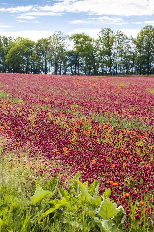 Field full of red clovers stock photo. Image of ecology - 266498844