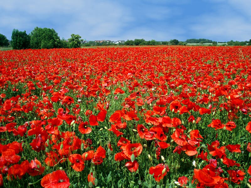 Field full of red poppies stock photo. Image of green - 2570682